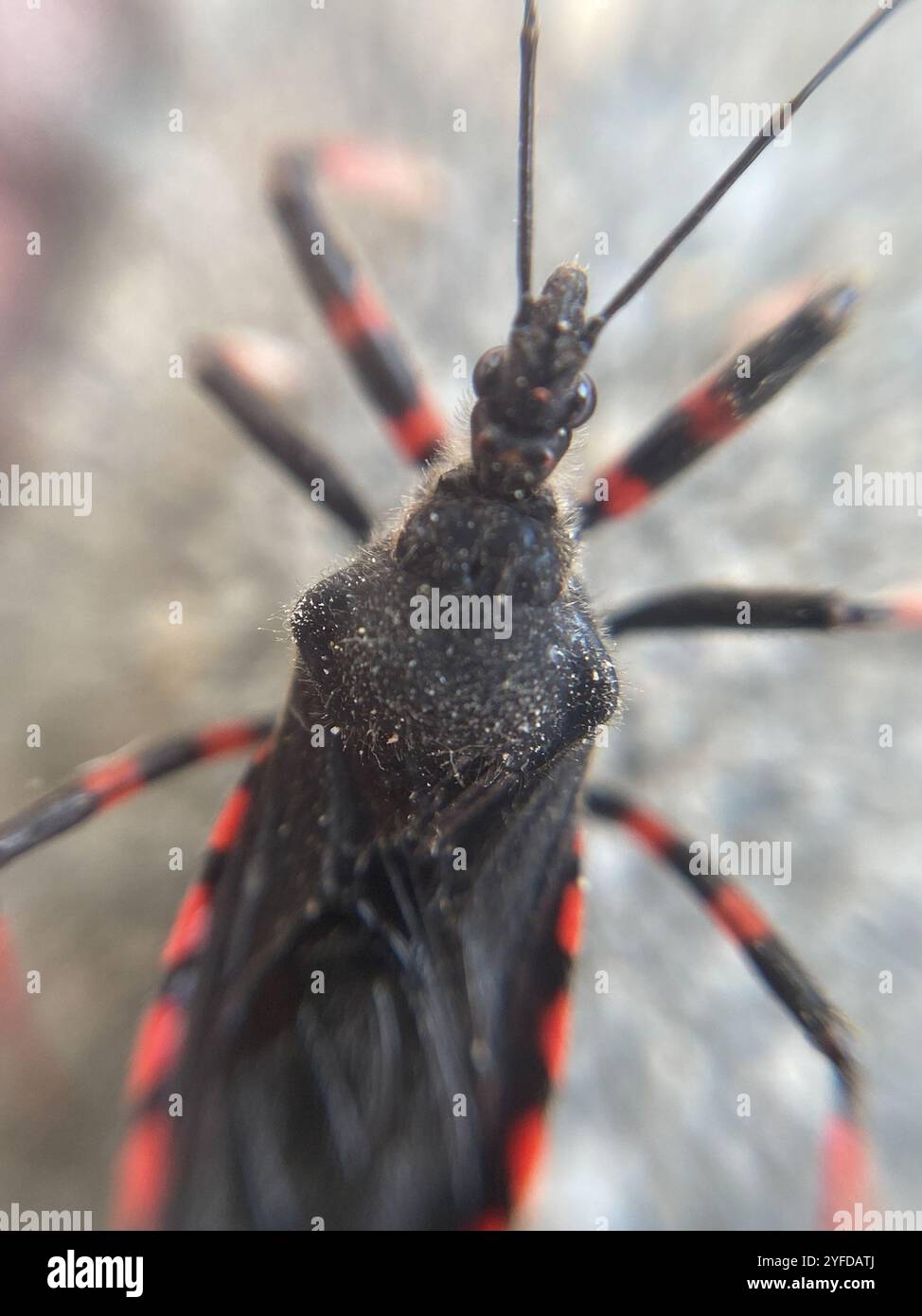 Rhynocoris annulatus hi-res stock photography and images - Alamy
