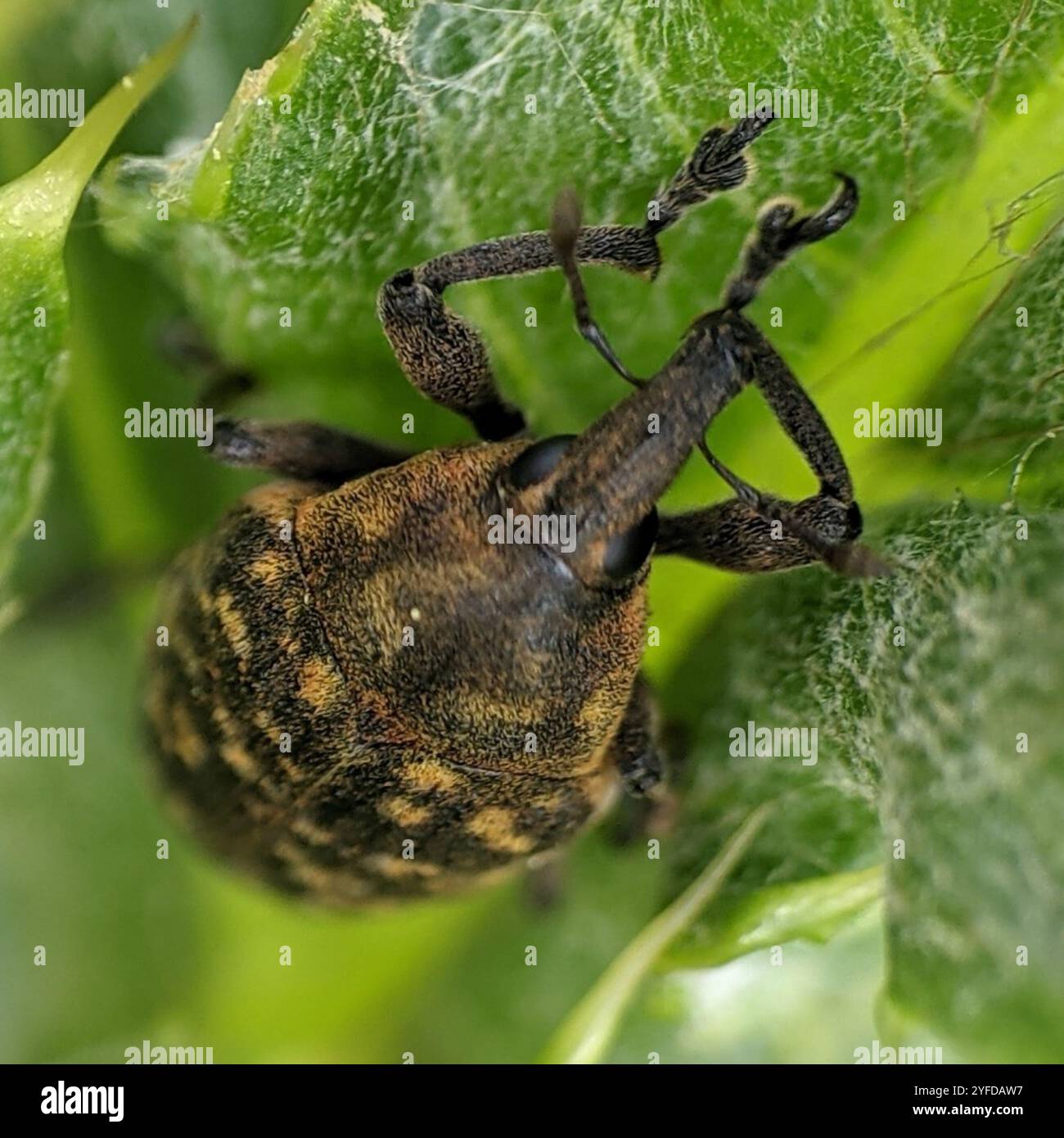 Turbine Cylindrical Weevil (Larinus turbinatus Stock Photo - Alamy