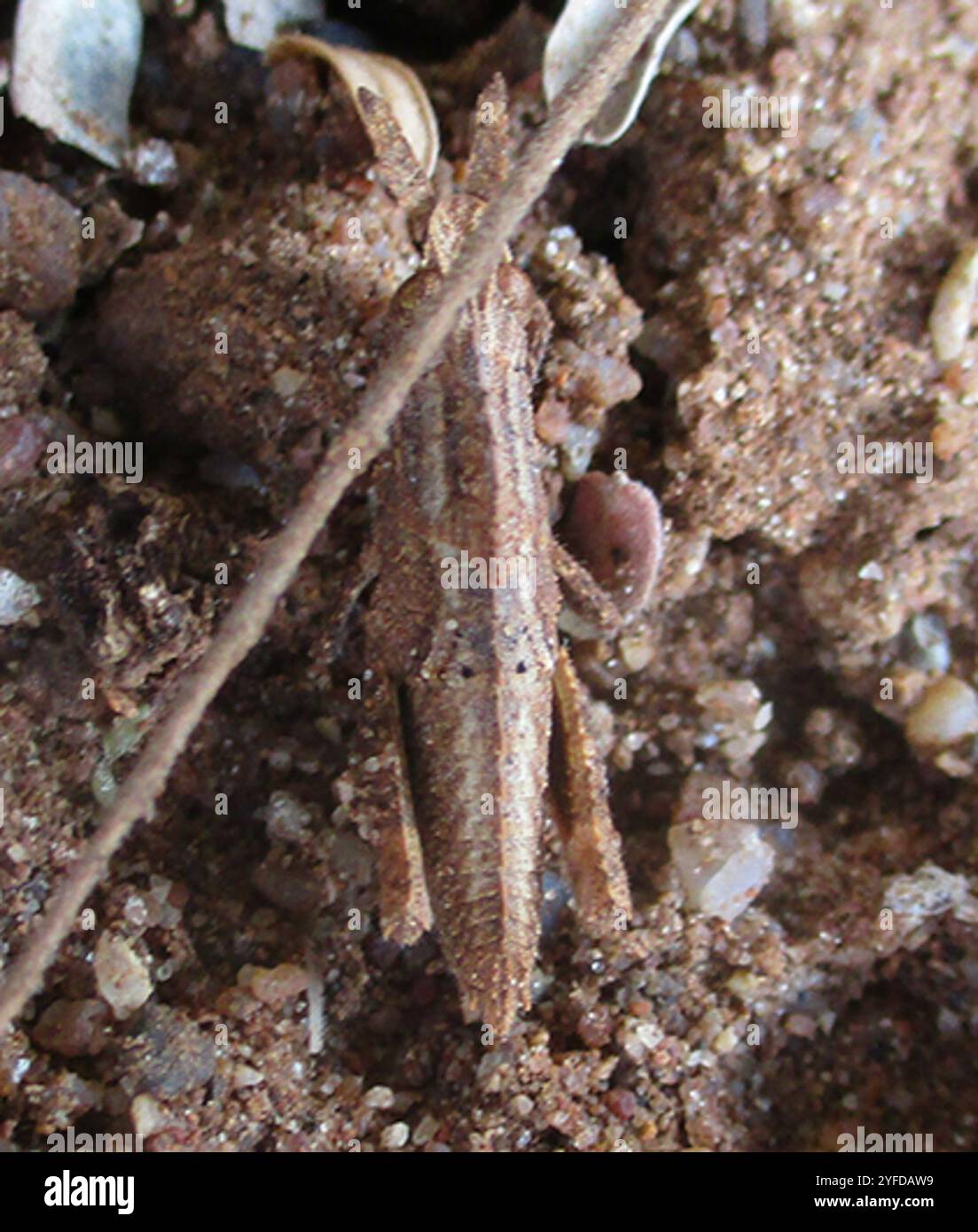 Shieldback Locusts (Pamphagidae Stock Photo - Alamy