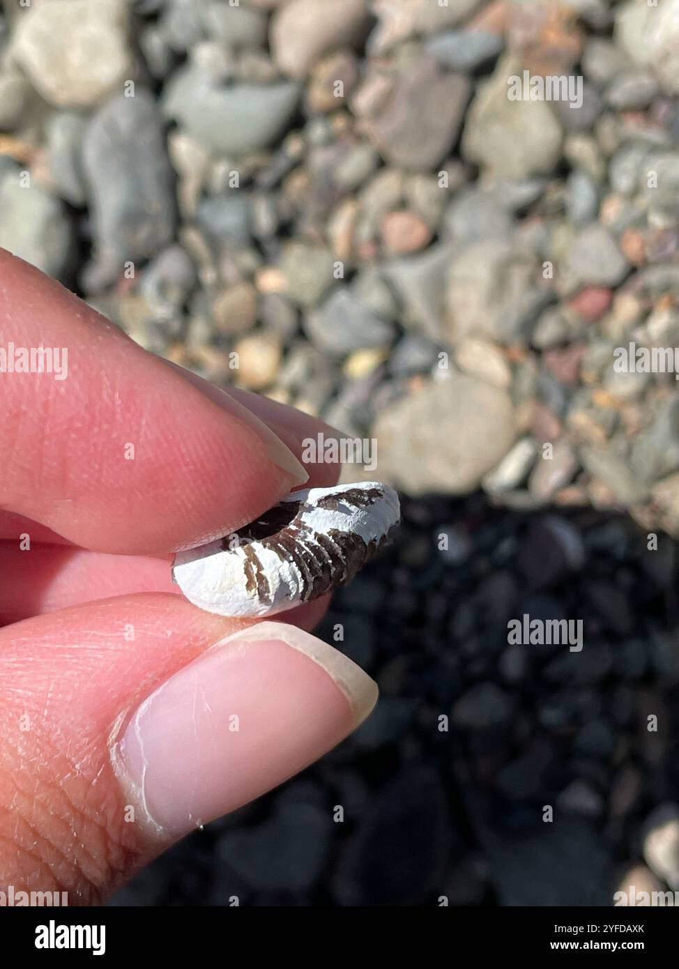 Asian Clam (Corbicula fluminea Stock Photo - Alamy