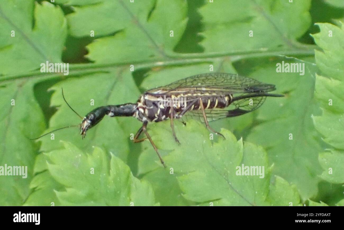 oak snakefly (Phaeostigma notata Stock Photo - Alamy