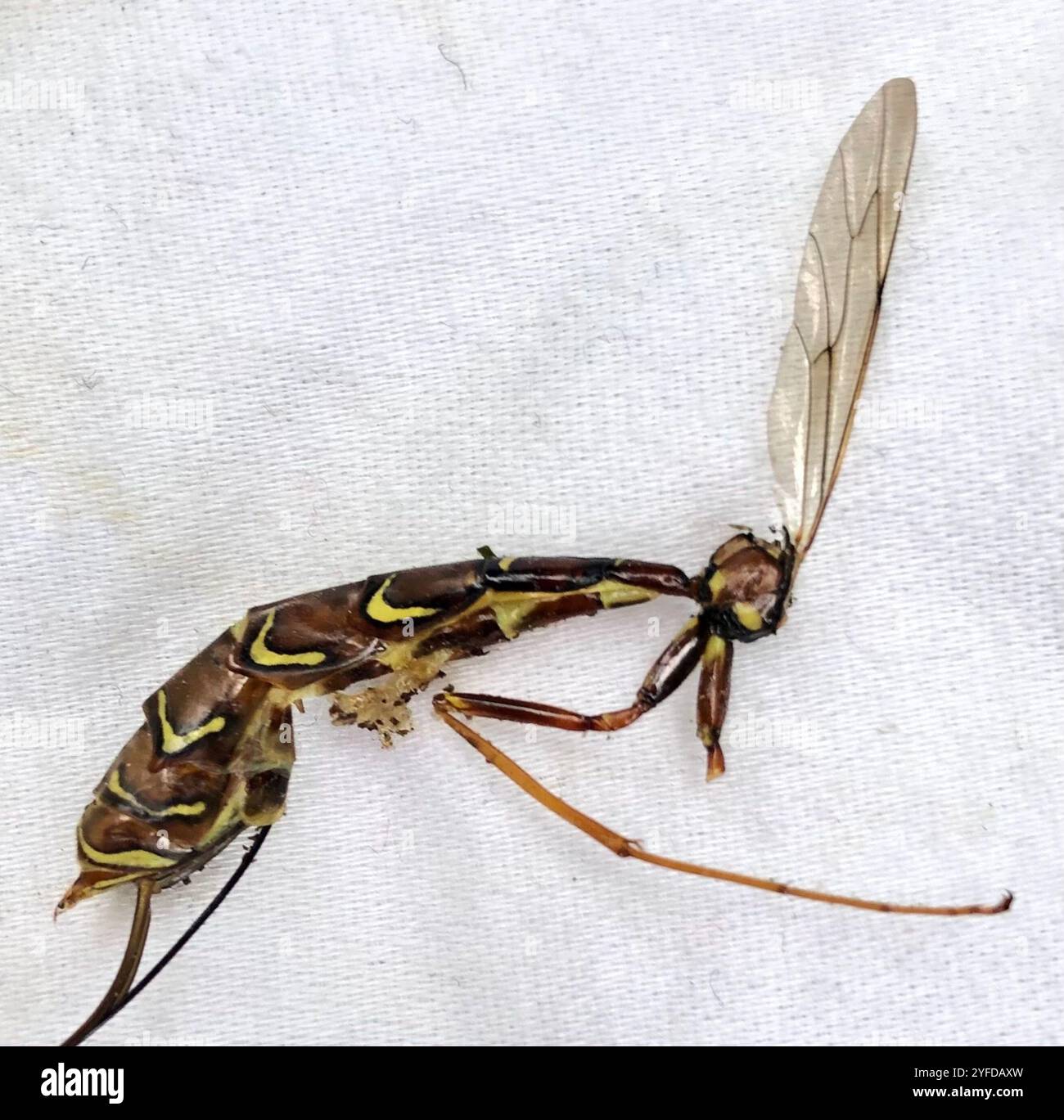 Long-tailed Giant Ichneumonid Wasp (Megarhyssa macrurus Stock Photo - Alamy