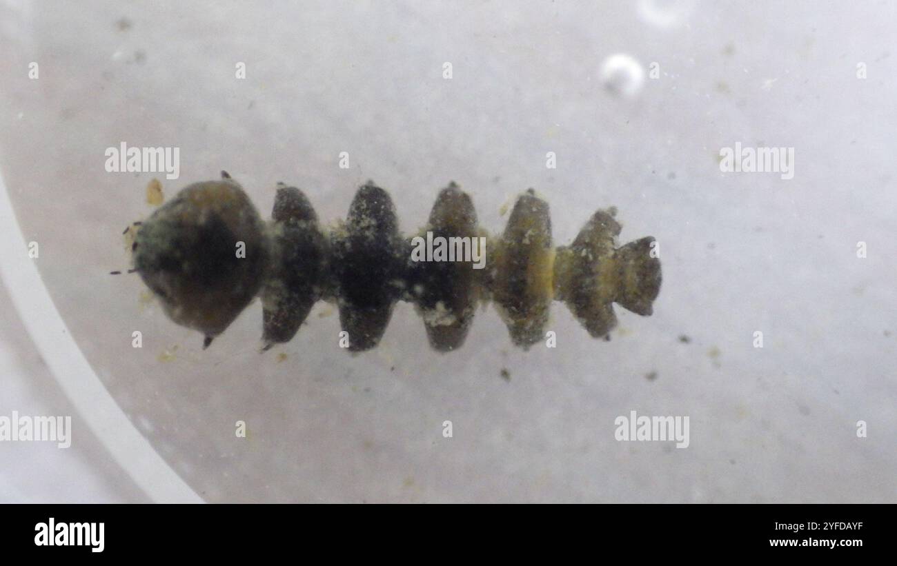 Net-winged Midges (Blephariceridae Stock Photo - Alamy