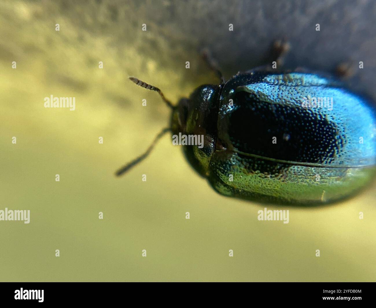 Willow Leaf Beetle (Plagiodera versicolora Stock Photo - Alamy