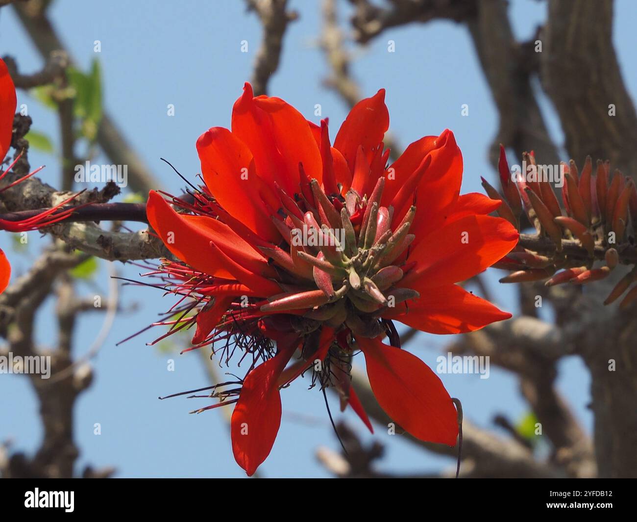 Indian coral tree (Erythrina variegata Stock Photo - Alamy