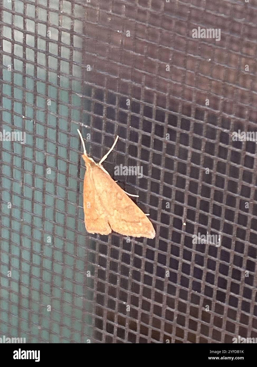 Celery Leaftier Moth (Udea rubigalis Stock Photo - Alamy