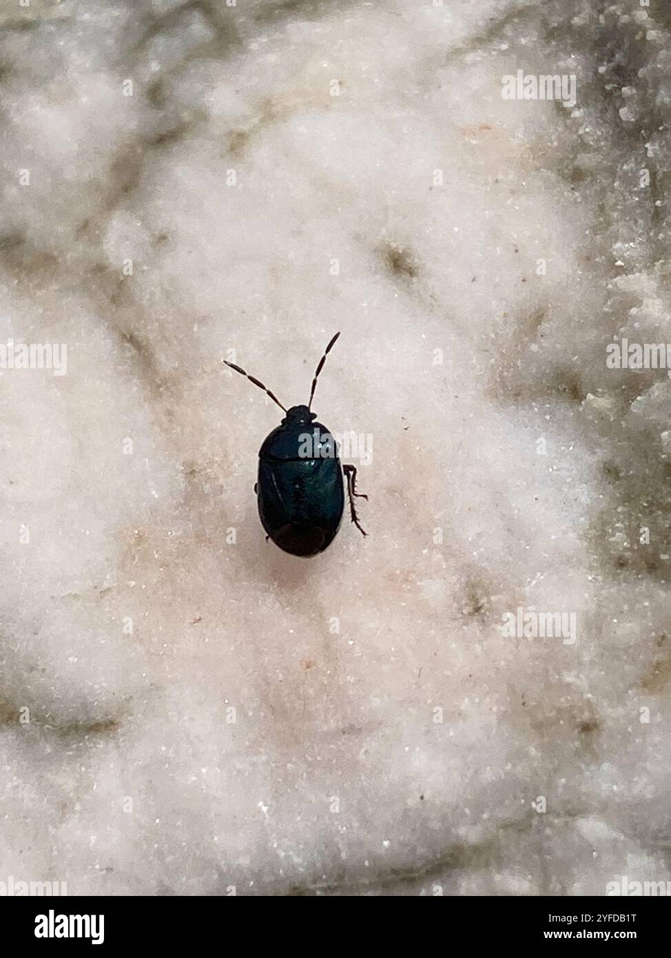 White-margined Burrower Bug (Sehirus cinctus Stock Photo - Alamy