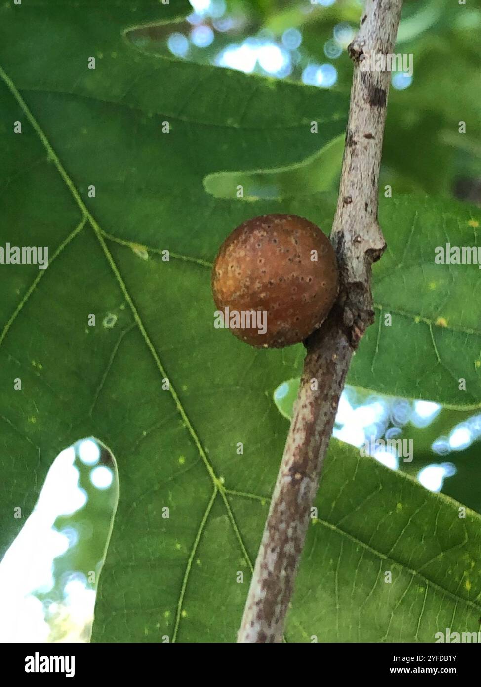 Round Bullet Gall Wasp (Disholcaspis quercusglobulus Stock Photo - Alamy