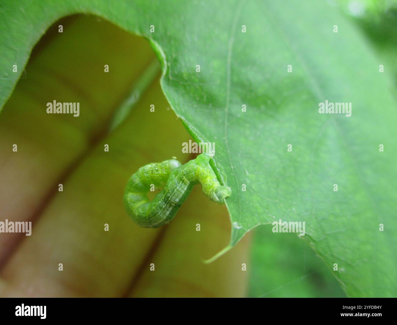 Fall Cankerworm Moth (Alsophila pometaria Stock Photo - Alamy