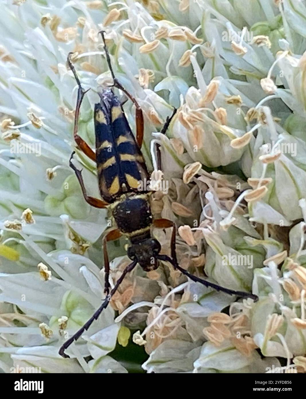 Zebra Longhorn Beetle (Typocerus zebra Stock Photo - Alamy