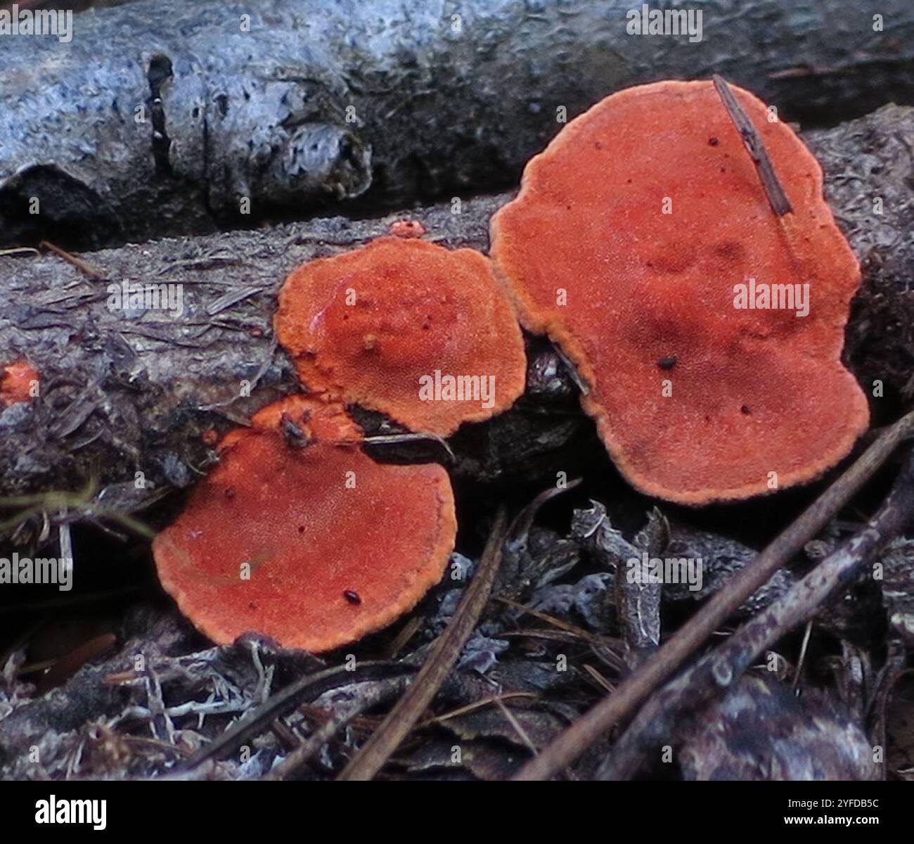 Southern Cinnabar Polypore (Trametes coccinea Stock Photo - Alamy