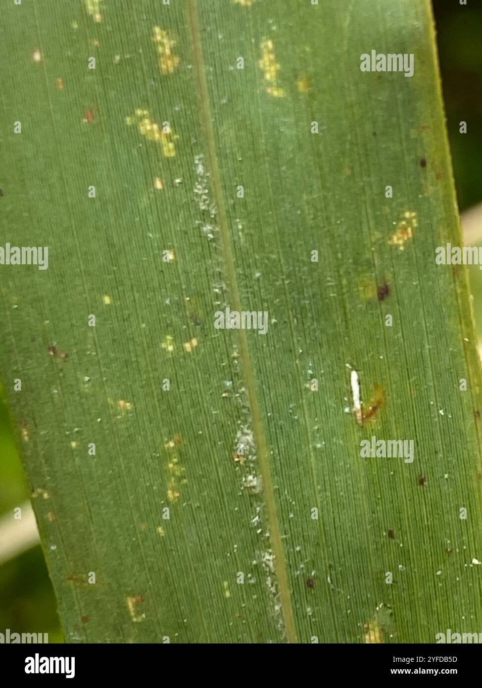 Arundinaria gigantea hi-res stock photography and images - Alamy