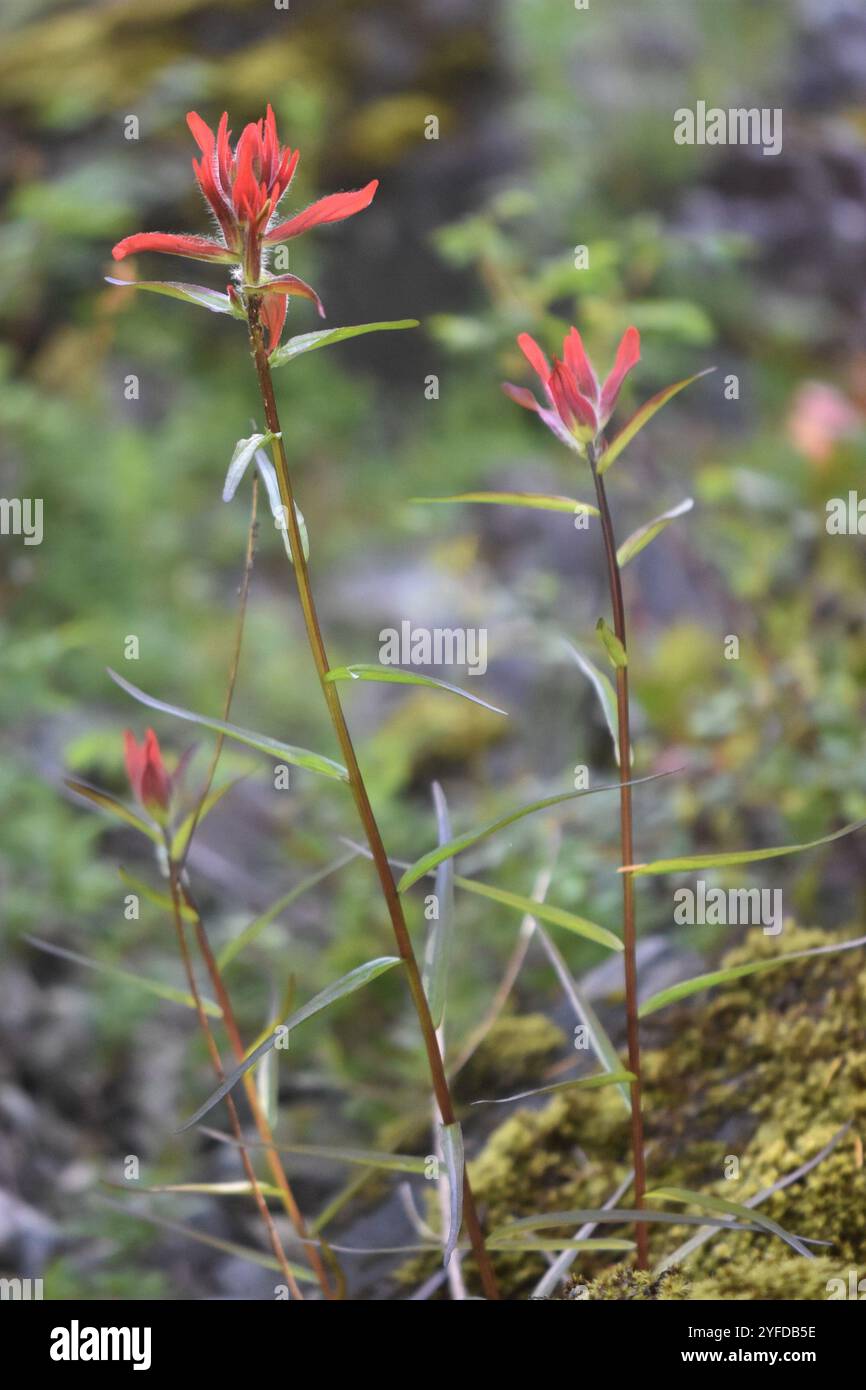 giant red Indian paintbrush (Castilleja miniata Stock Photo - Alamy