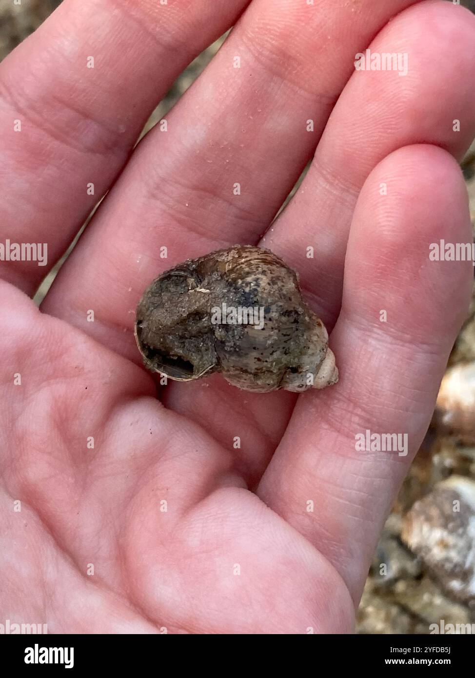 River Snails (Viviparidae Stock Photo - Alamy