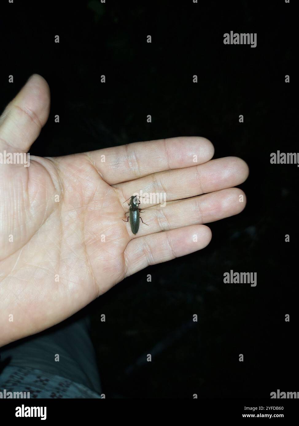 Headlight Beetles (Pyrophorini Stock Photo - Alamy