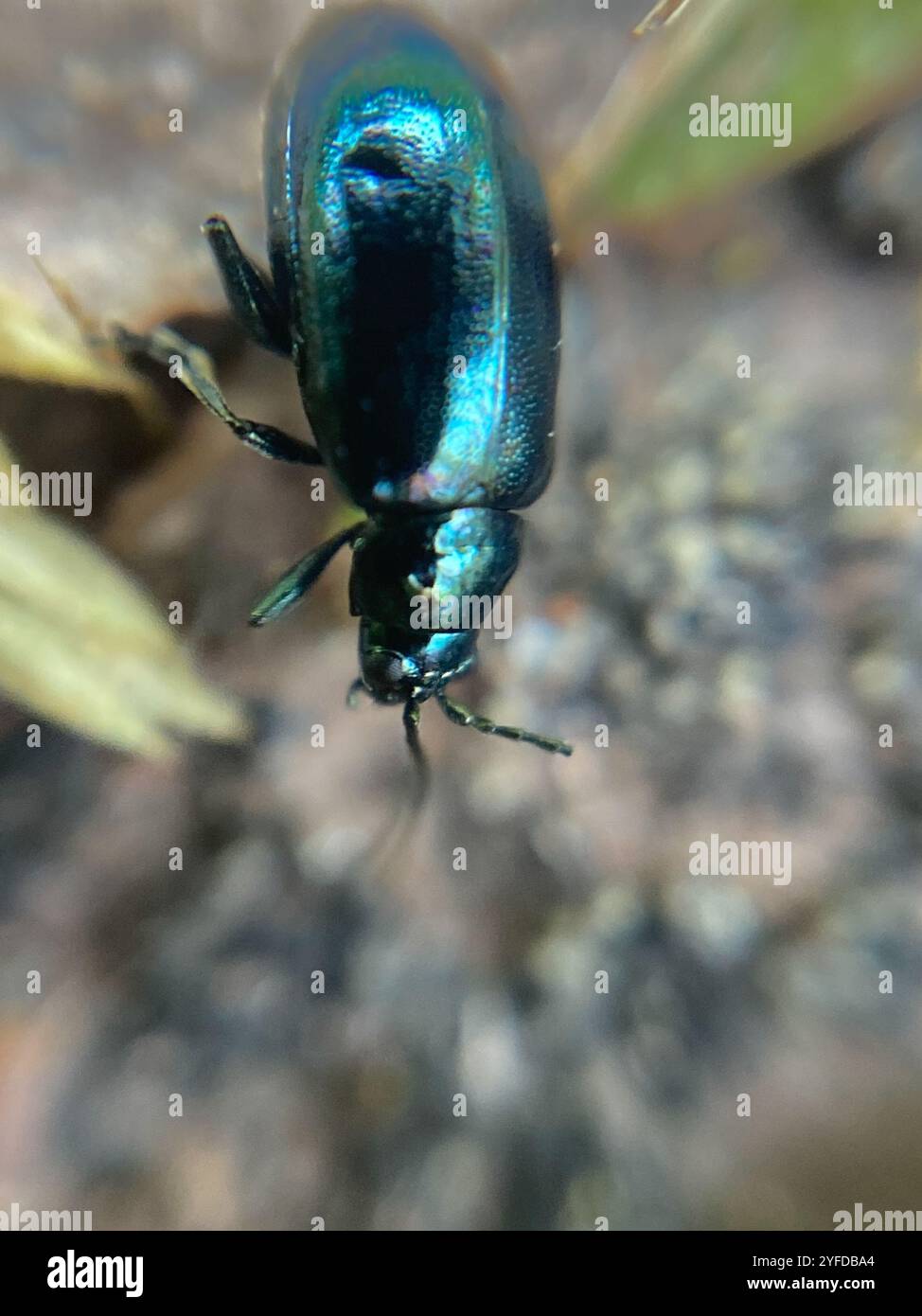 Metallic Flea Beetles (Altica Stock Photo - Alamy