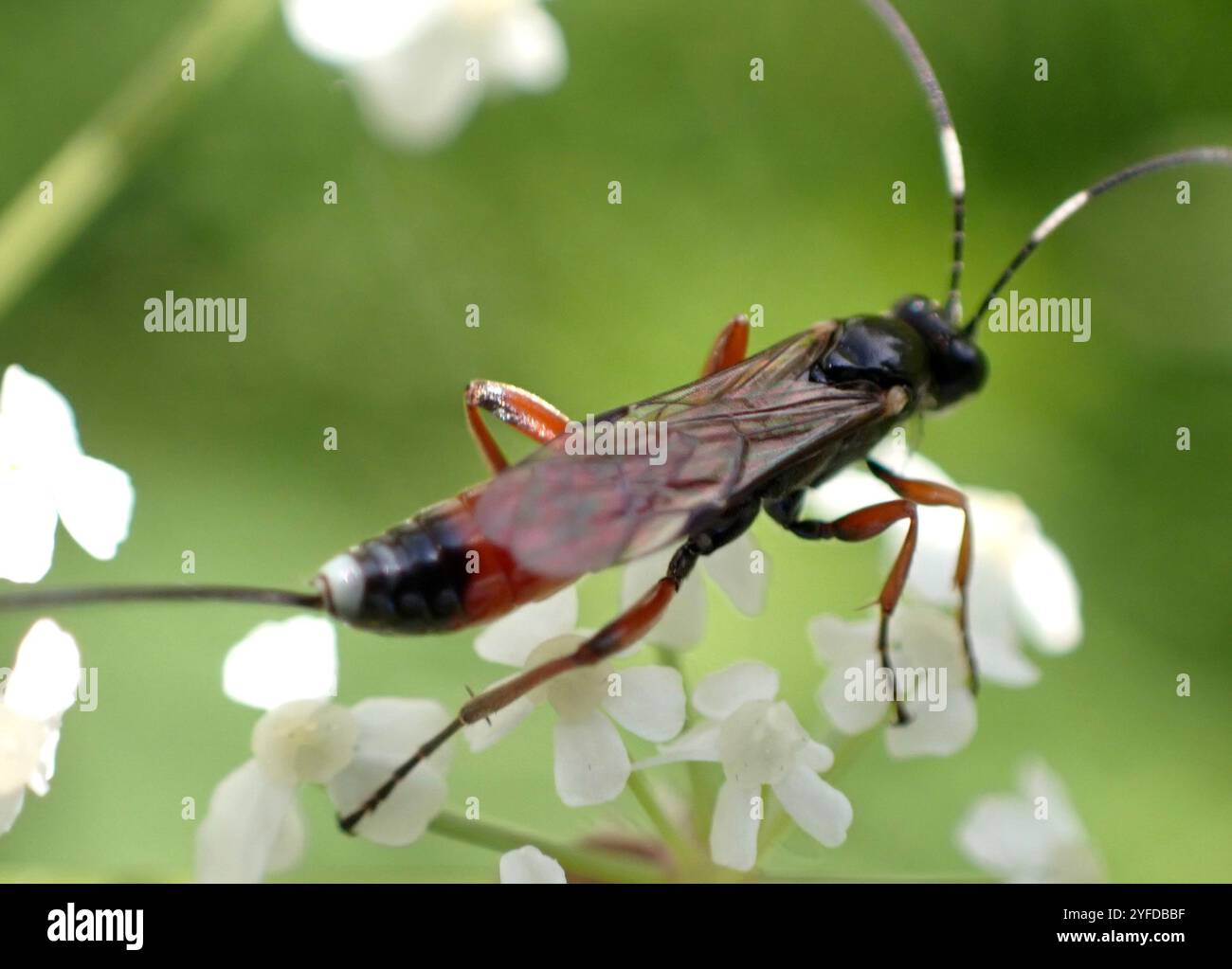 Cryptinae hi-res stock photography and images - Alamy