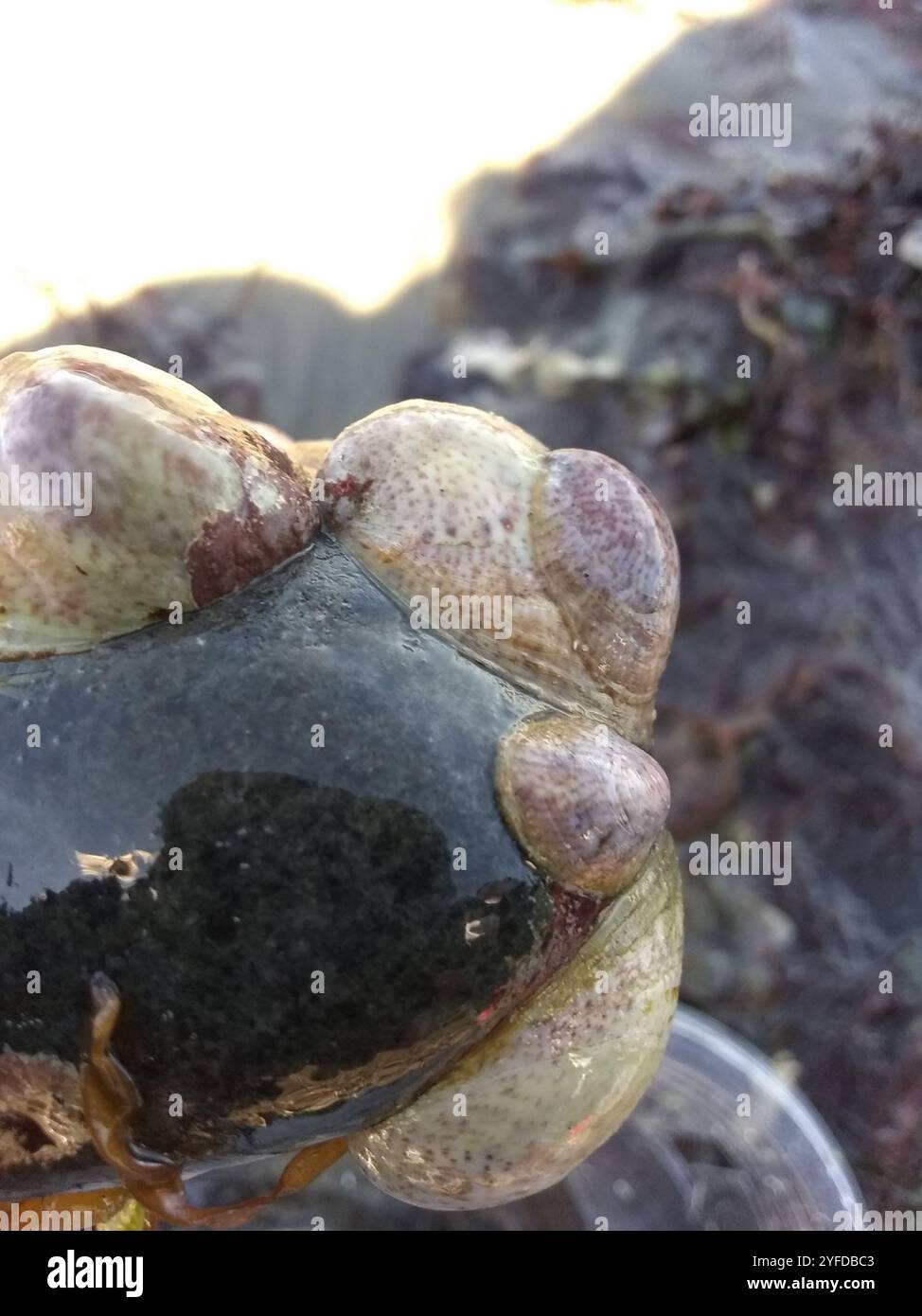 Common Atlantic Slippersnail (Crepidula fornicata Stock Photo - Alamy