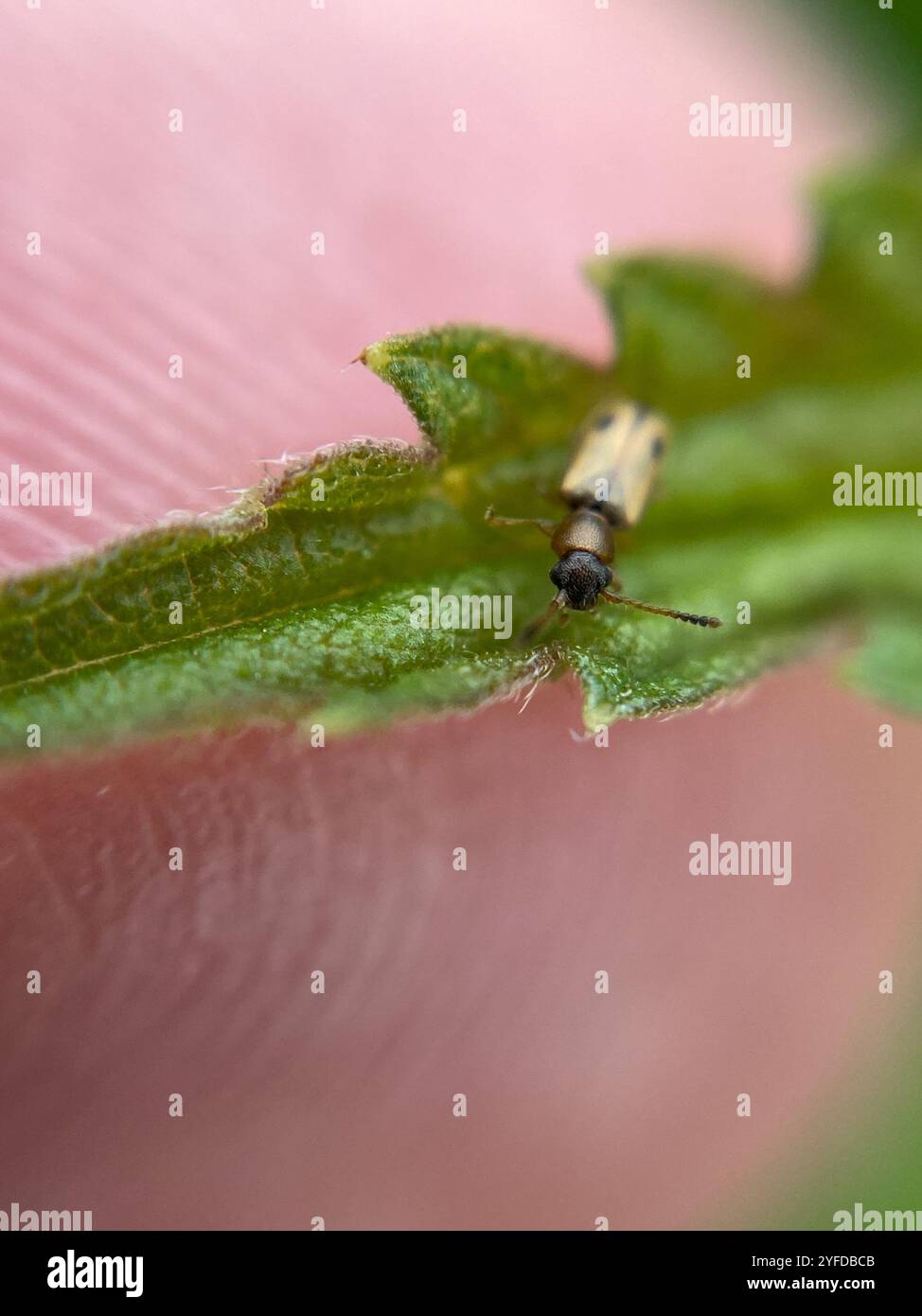 Psammoecus hi-res stock photography and images - Alamy