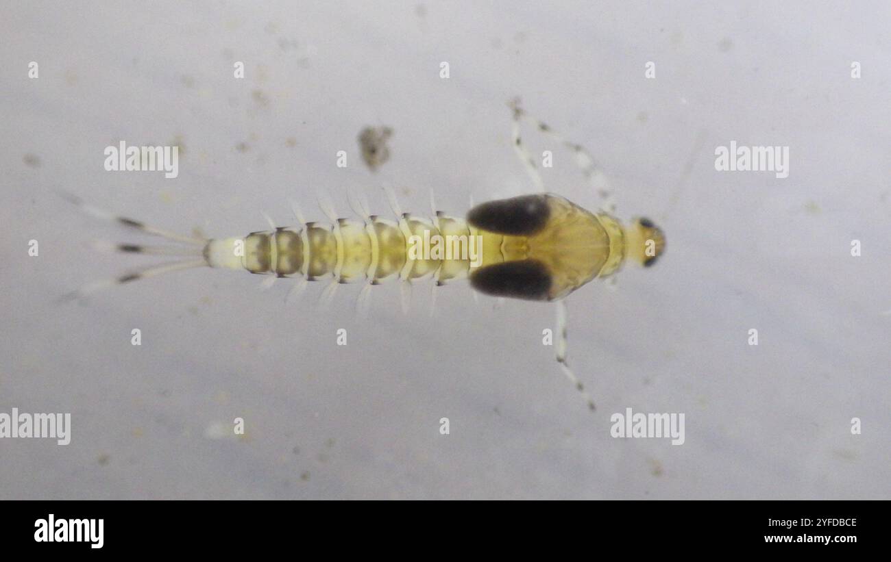 Small Mayflies (Baetidae Stock Photo - Alamy