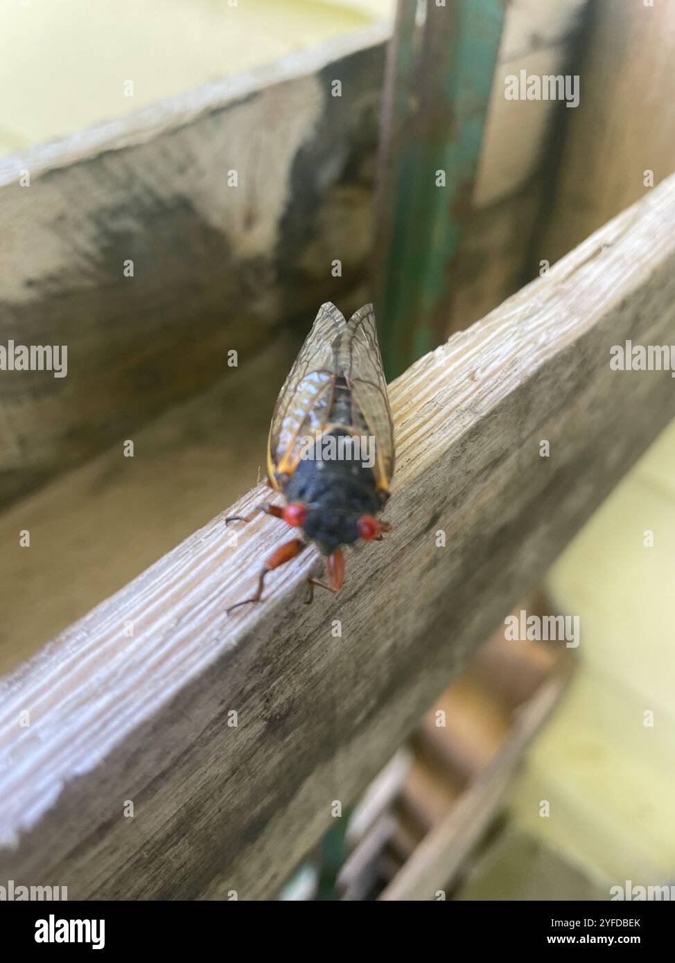 Periodical Cicadas (Magicicada Stock Photo - Alamy