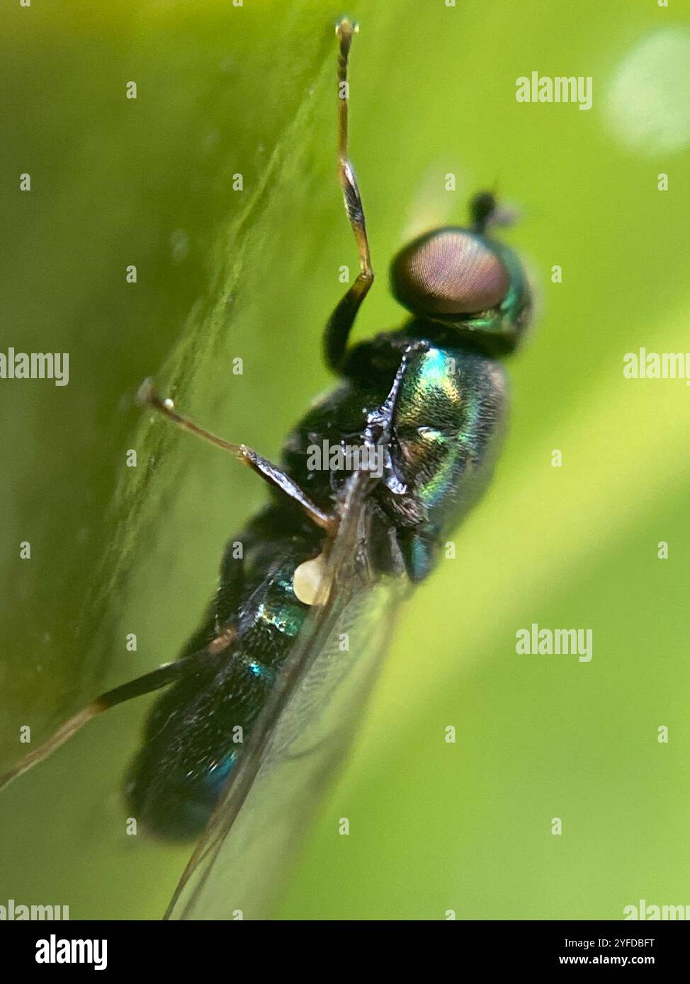 Black-horned Gem Fly (Microchrysa polita Stock Photo - Alamy