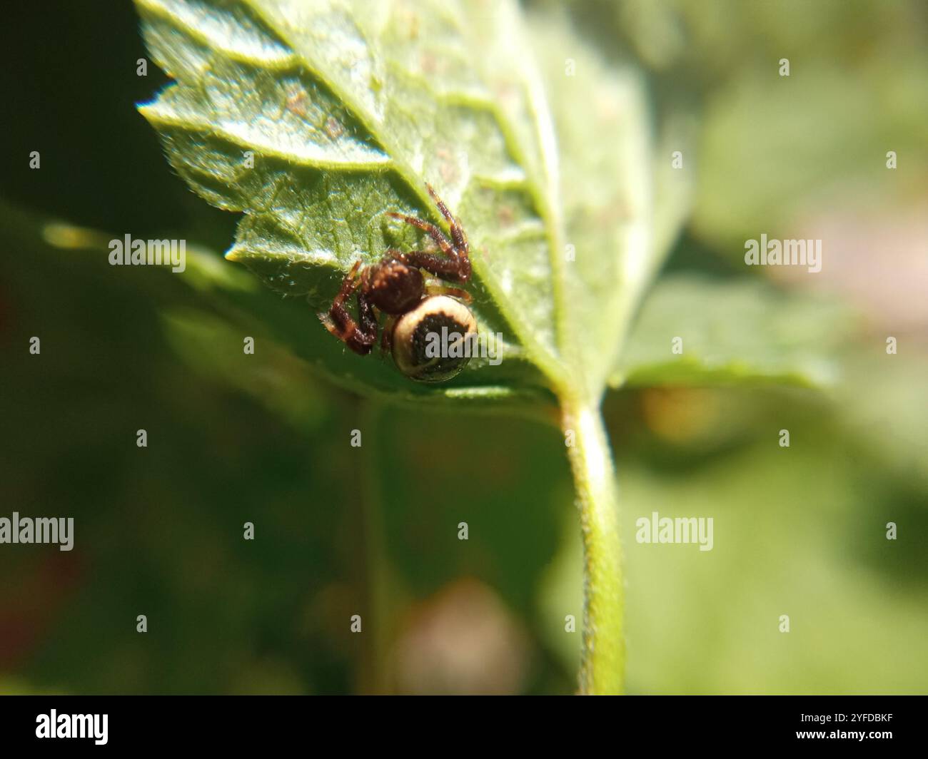 Napoleon Spider (Synema globosum Stock Photo - Alamy