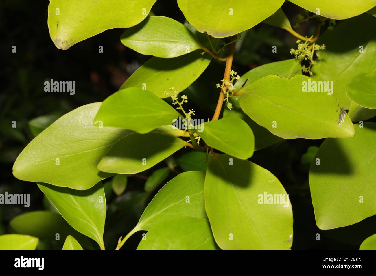 New Zealand Broadleaf (Griselinia littoralis Stock Photo - Alamy
