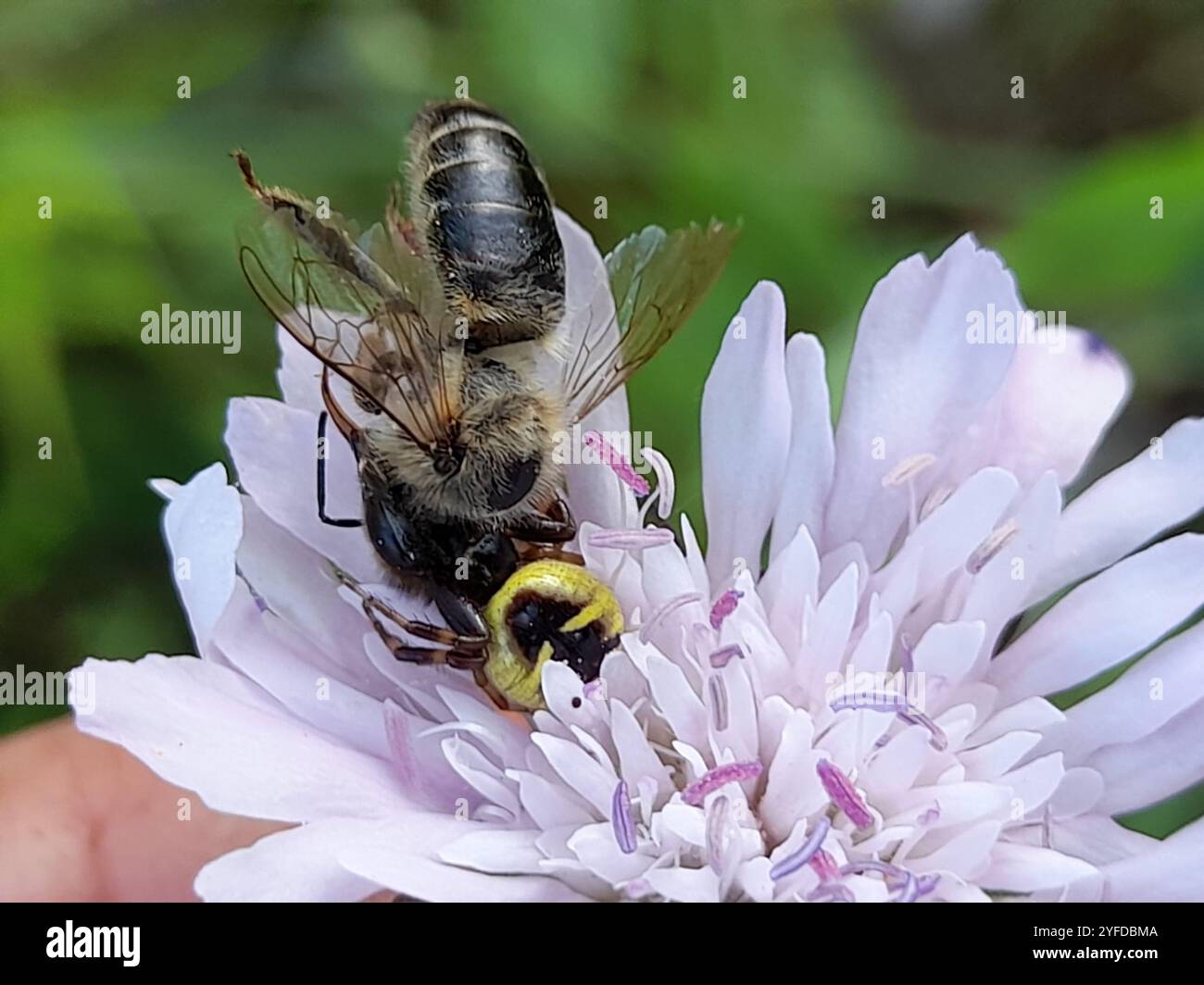 Napoleon Spider (Synema globosum Stock Photo - Alamy