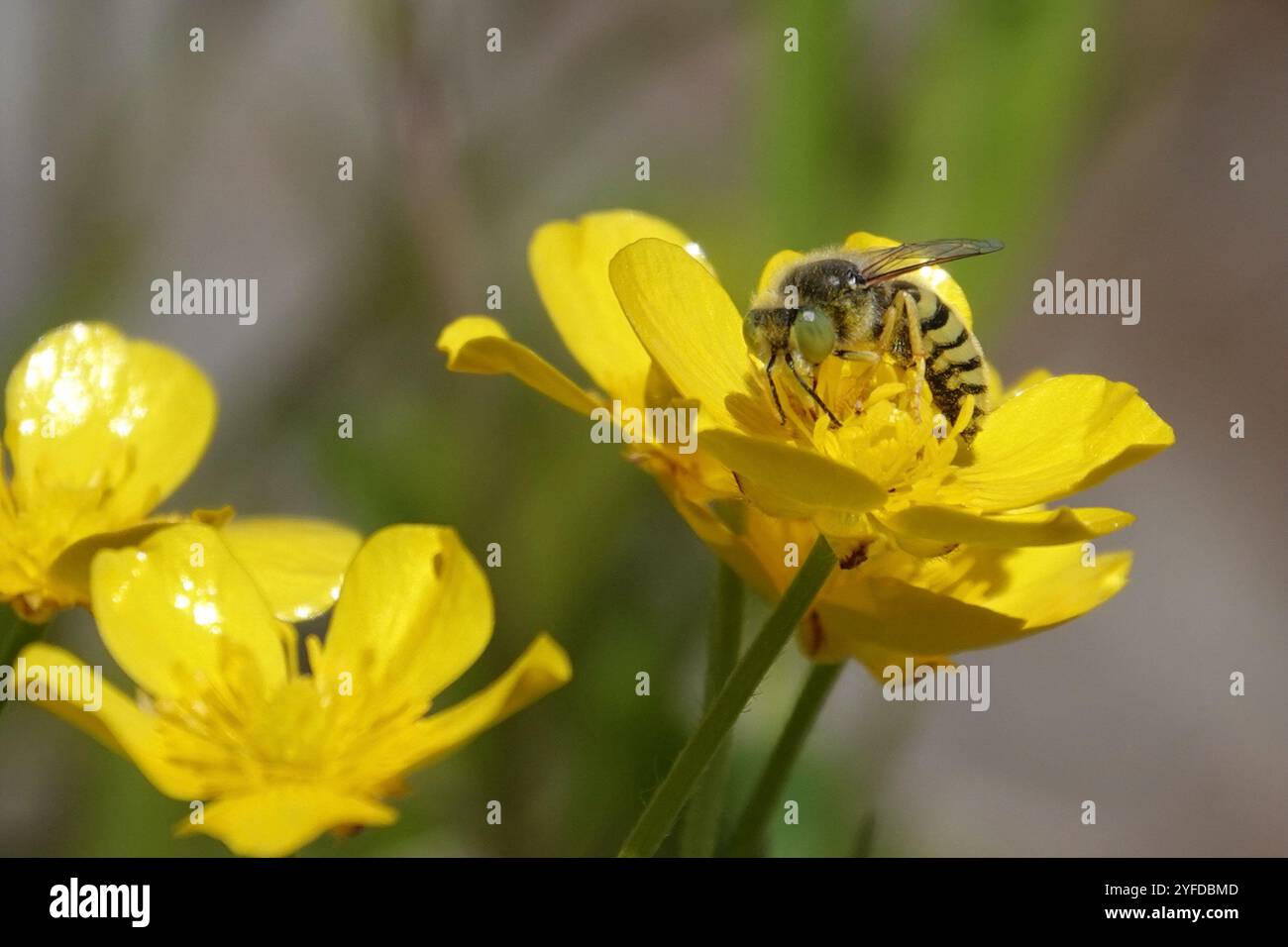 American Sand Wasp (Bembix americana Stock Photo - Alamy