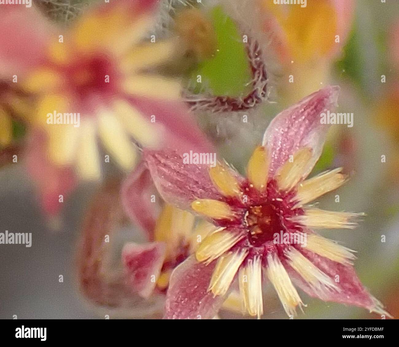 Woolly Capespray (Struthiola tomentosa Stock Photo - Alamy