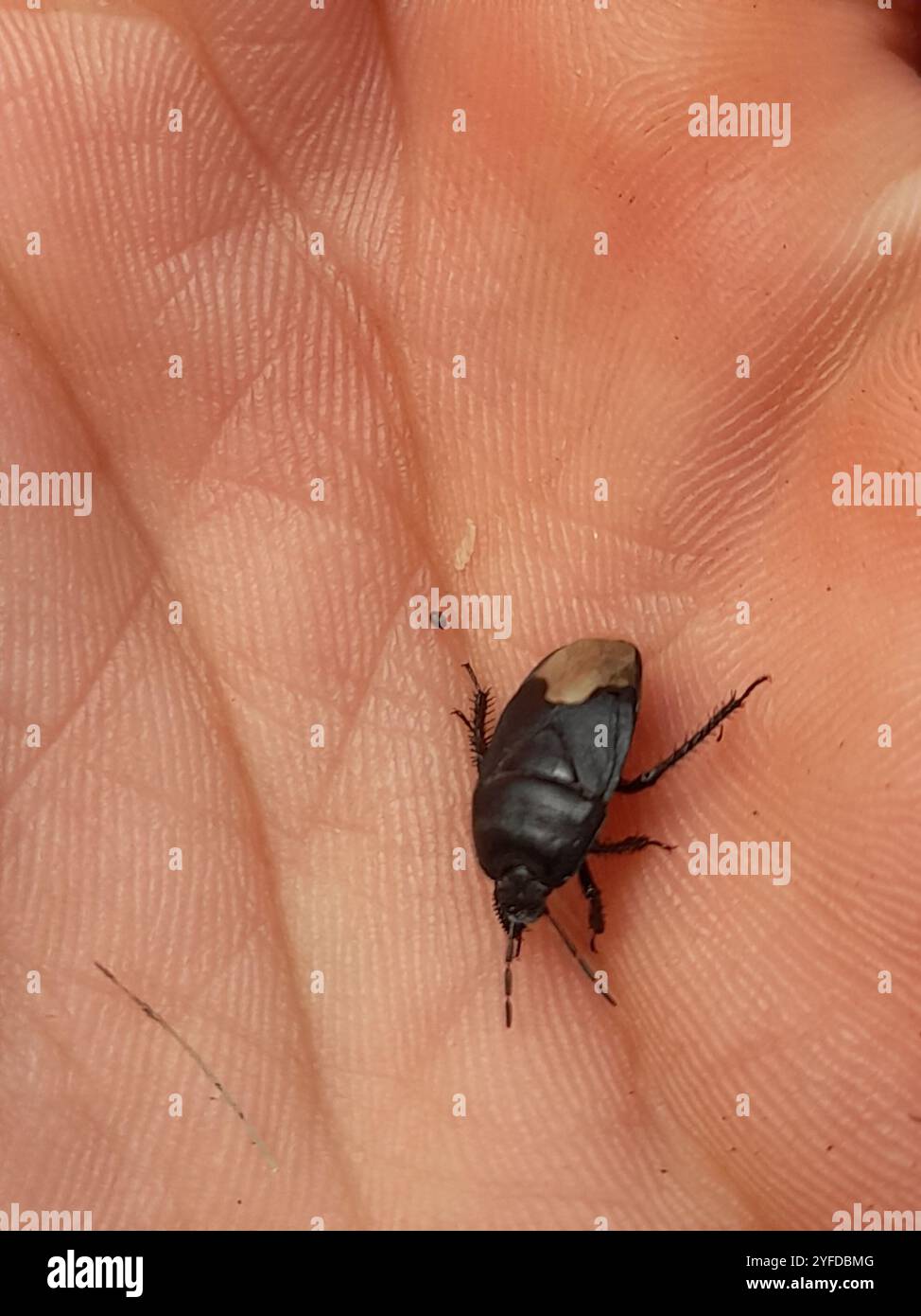 Black burrowing bug (Cydnus aterrimus Stock Photo - Alamy