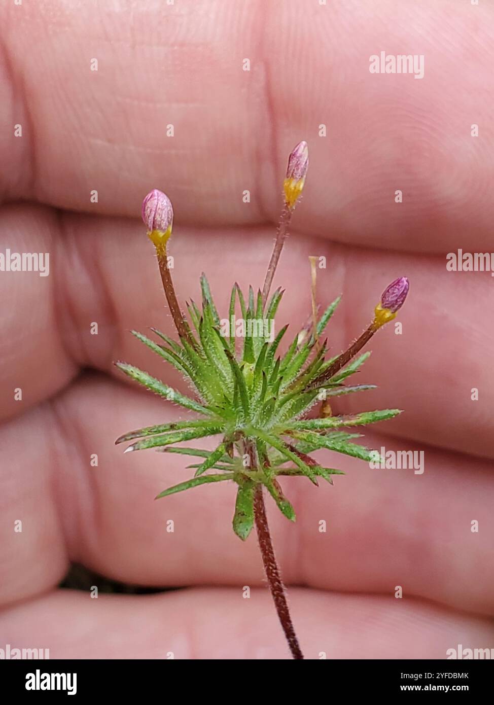 true babystars (Leptosiphon bicolor Stock Photo - Alamy