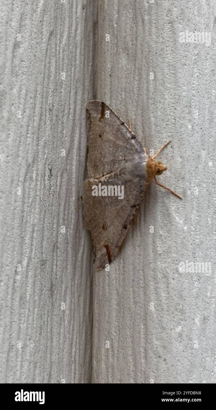 Red-headed Inchworm Moth (Macaria bisignata Stock Photo - Alamy