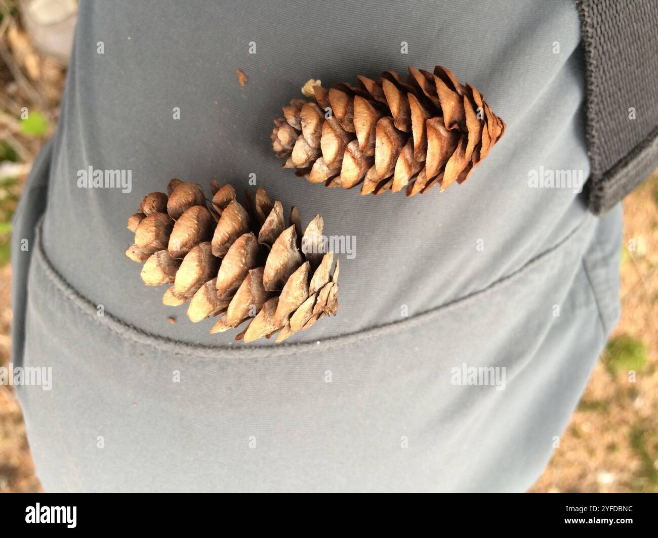 red spruce (Picea rubens Stock Photo - Alamy
