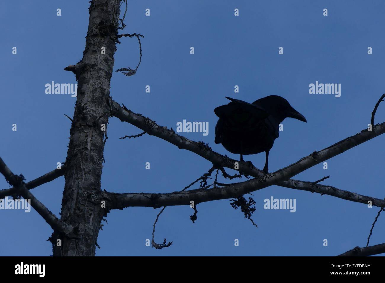 American Crow (Corvus brachyrhynchos Stock Photo - Alamy