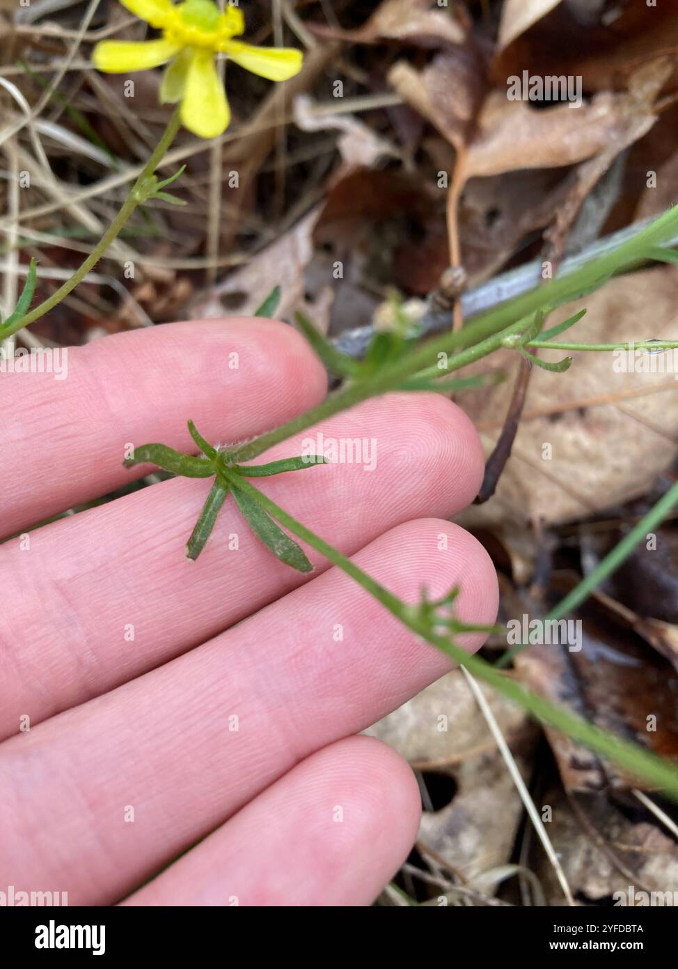 Rhomboideus hi-res stock photography and images - Alamy