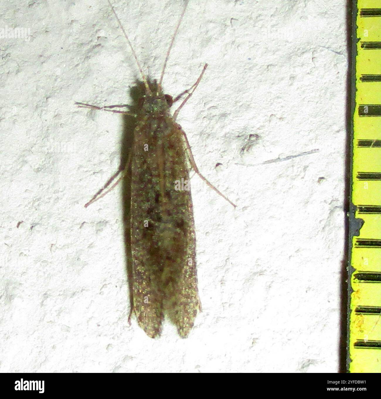 Net-spinning Caddisflies (Hydropsychidae Stock Photo - Alamy