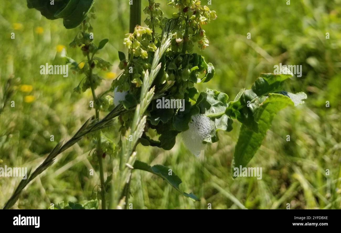 Spittlebugs and Froghoppers (Cercopoidea Stock Photo - Alamy