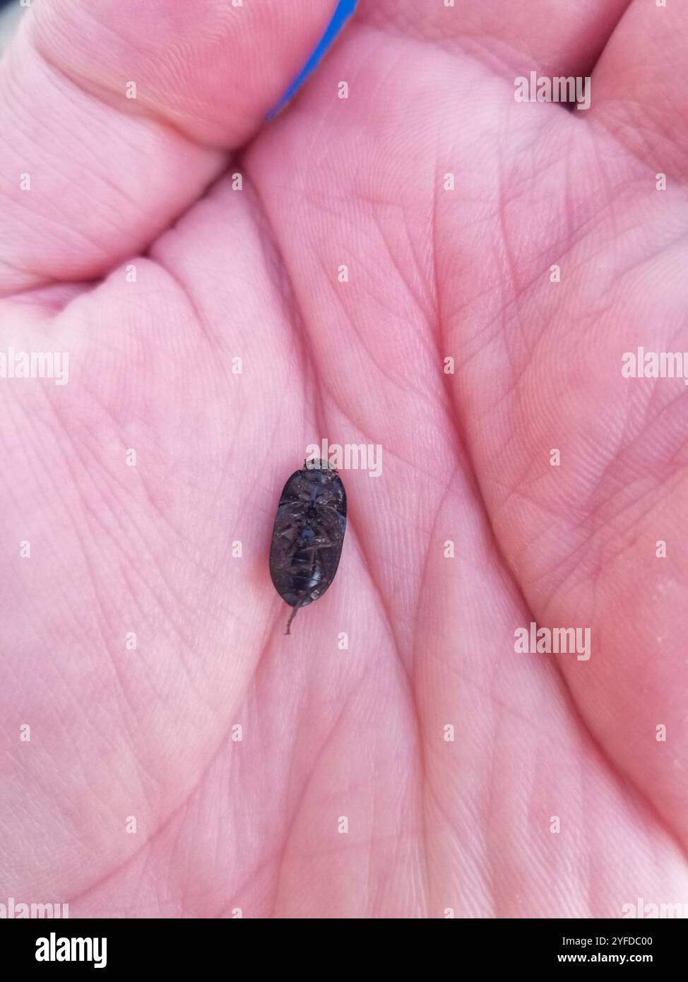 Cucujiform Beetles (Cucujiformia Stock Photo - Alamy