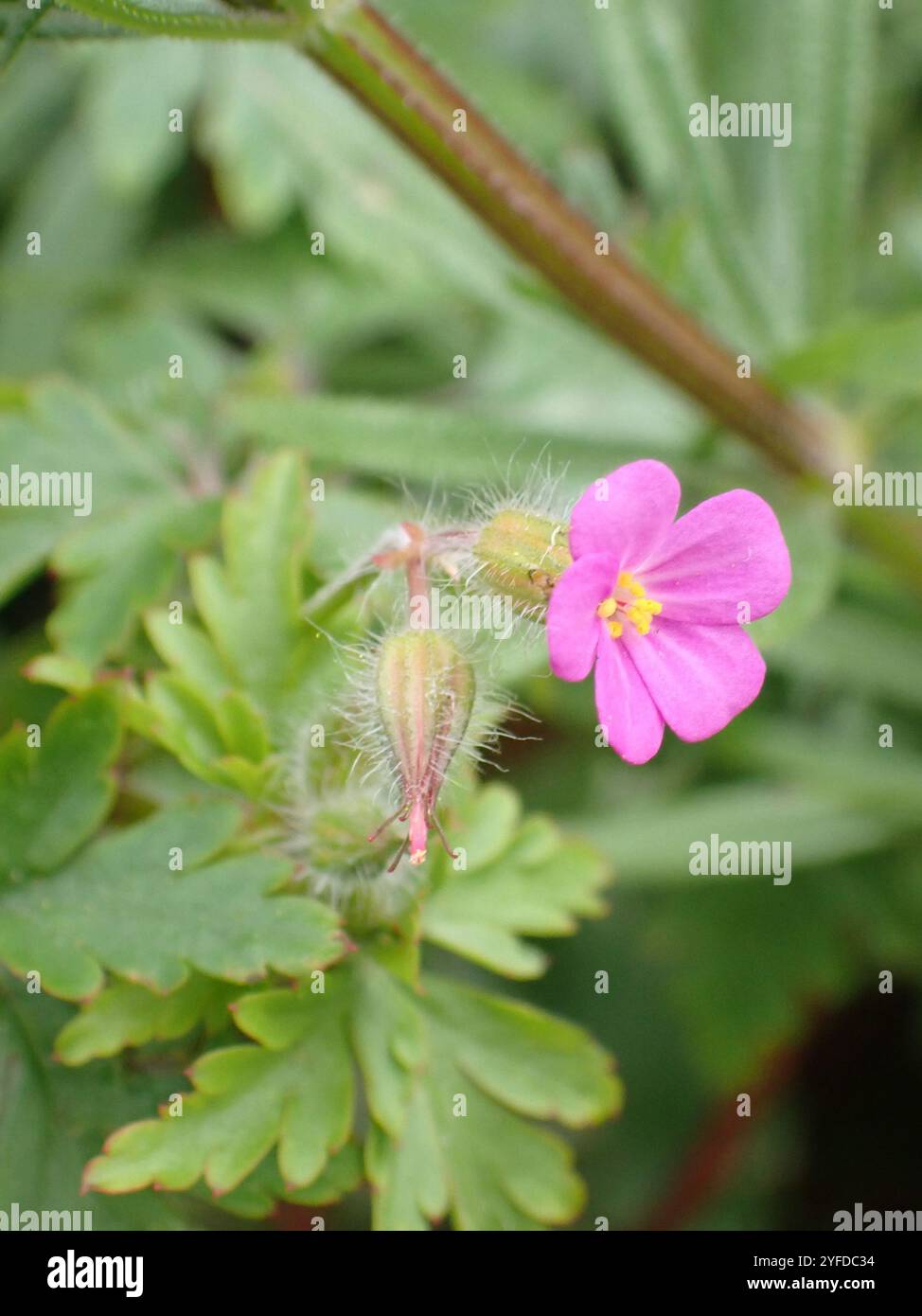 Little-Robin (Geranium purpureum Stock Photo - Alamy