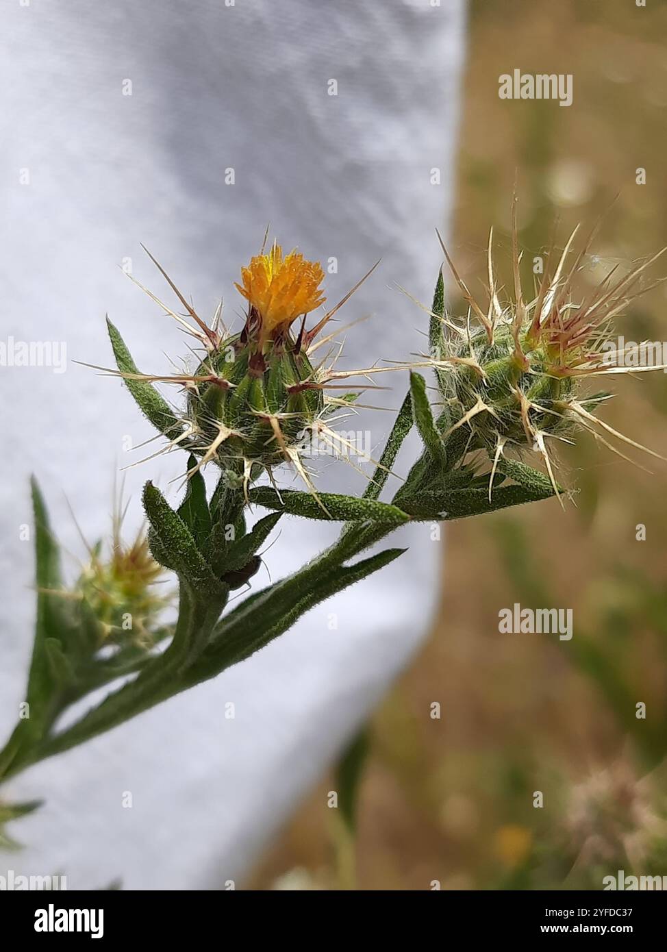 Maltese star-thistle (Centaurea melitensis Stock Photo - Alamy