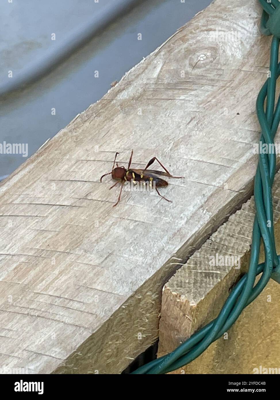 Red-headed Ash Borer (Neoclytus acuminatus Stock Photo - Alamy