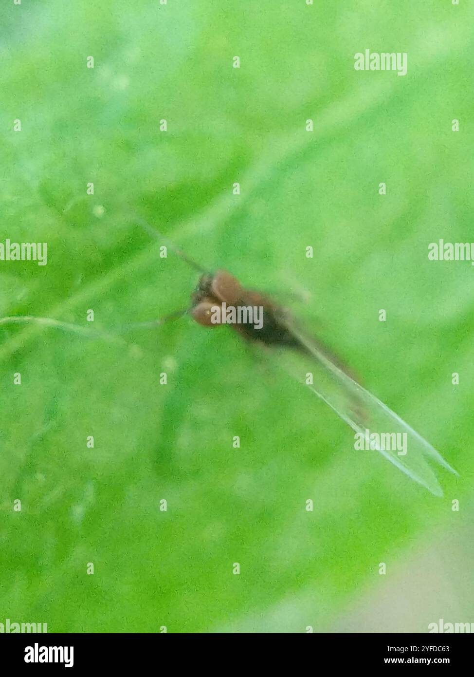 Small Mayflies (Baetidae Stock Photo - Alamy