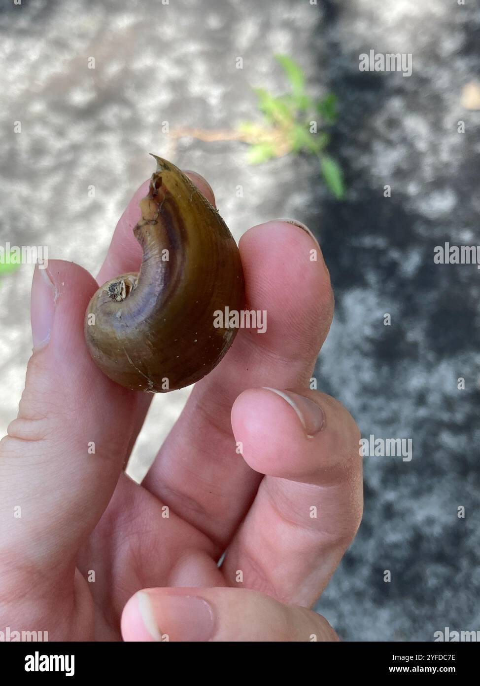 Common Apple Snails (Pomacea Stock Photo - Alamy