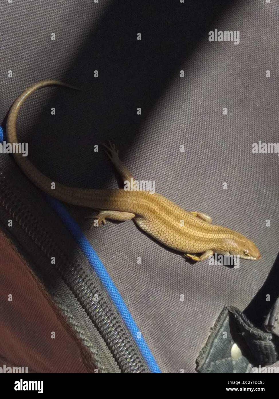 Cape Skink (Trachylepis capensis Stock Photo - Alamy