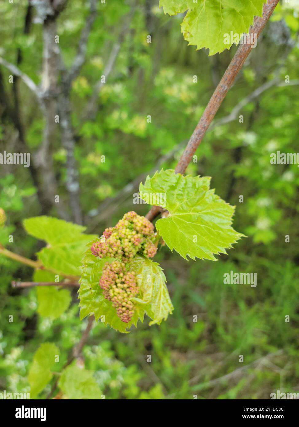 riverbank grape (Vitis riparia Stock Photo - Alamy