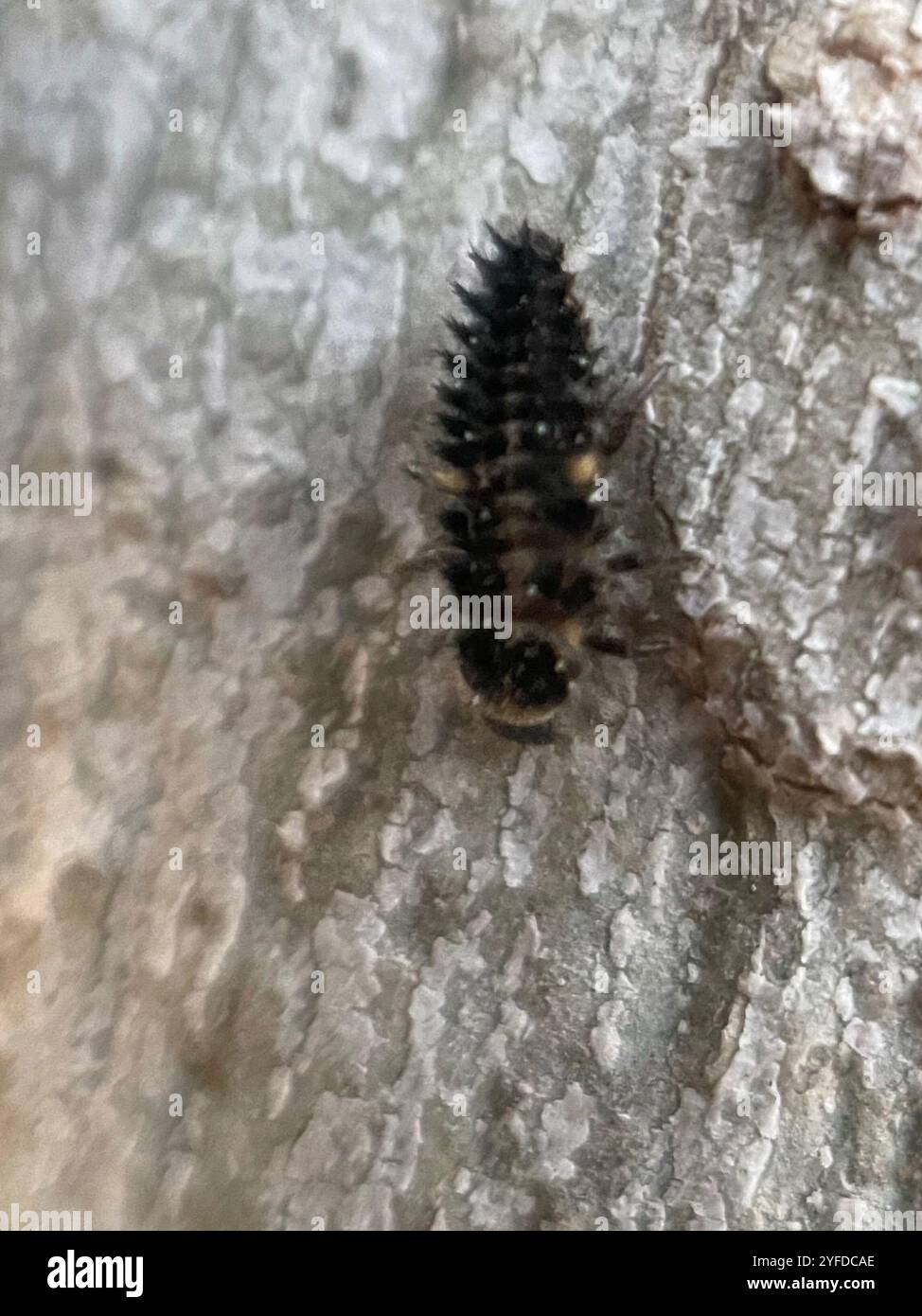 Scale-feeding Lady Beetles (Chilocorinae Stock Photo - Alamy