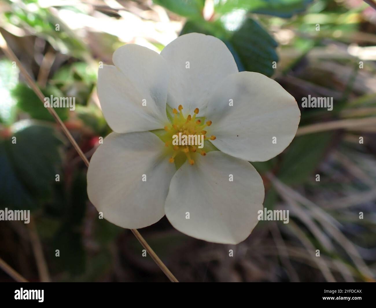 Beach strawberry fragaria chiloensis hi-res stock photography and ...