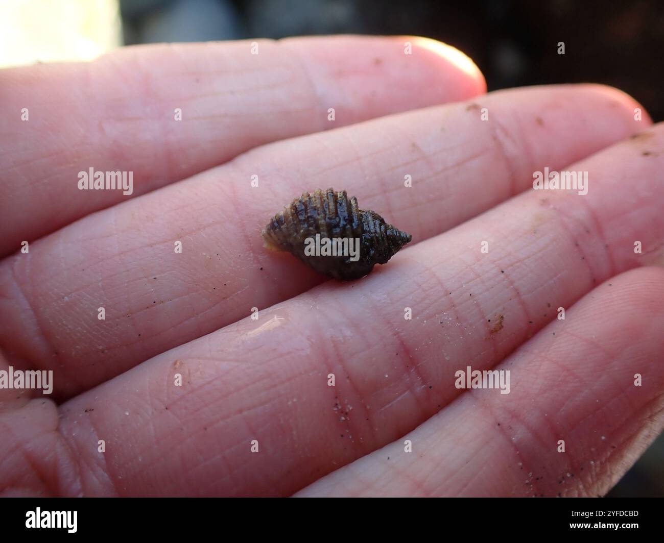 Channeled Dog Winkle (Nucella canaliculata Stock Photo - Alamy